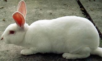 mis gatitos: EL CONEJO COMO MASCOTA.